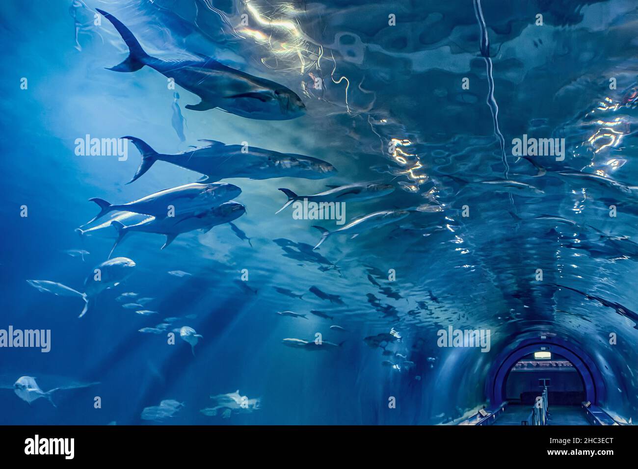 Inside Aquarium of the L'Oceanografic, Valencia Ciudad de las Artes y ...