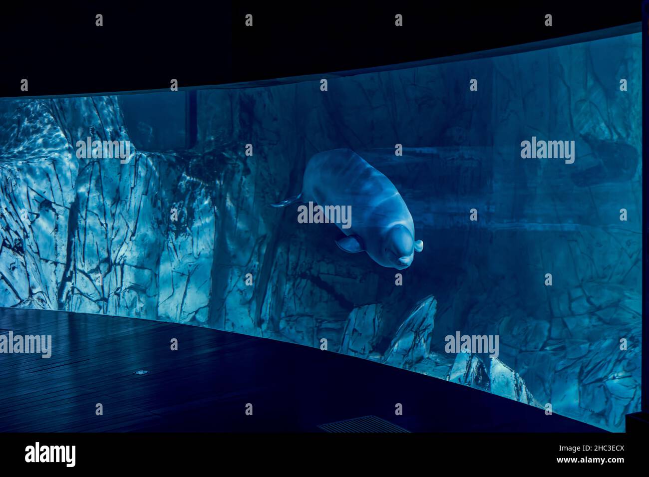 The Oceanographic, Valencia, Spain Stock Photo - Alamy