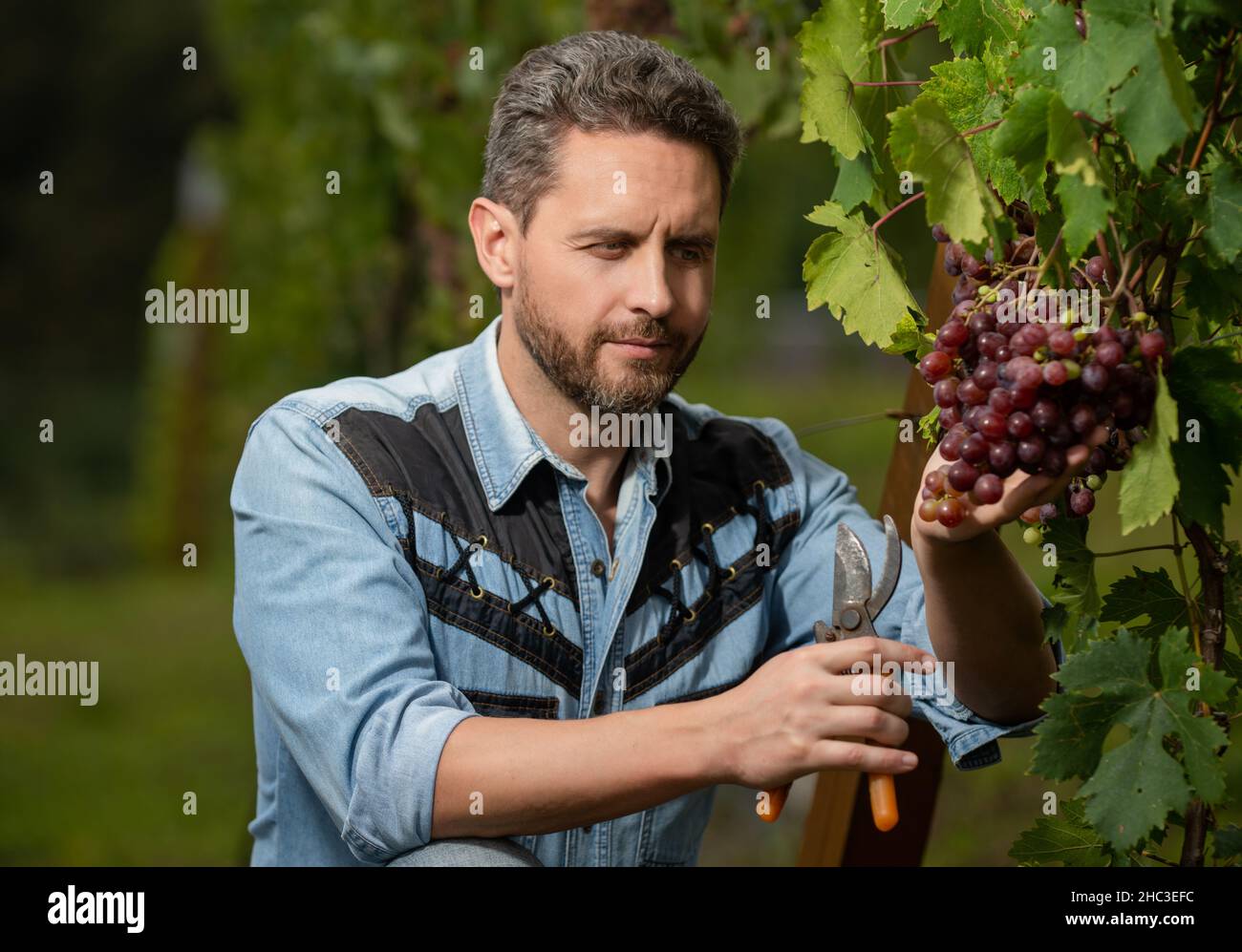 farmer cut grapevine. vinedresser cutting grapes bunch. male vineyard owner Stock Photo - Alamy