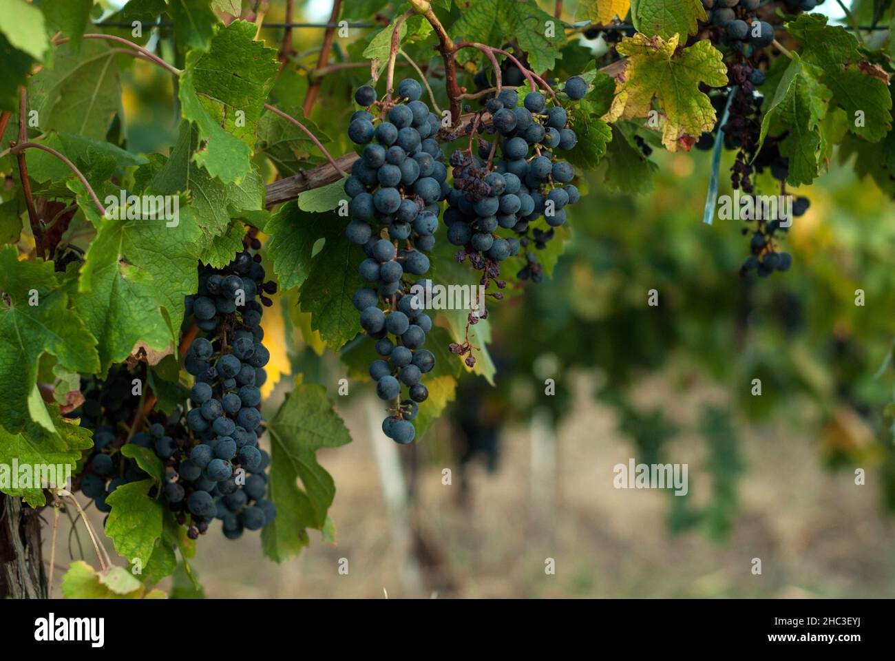 Cluster of grapes in the wineyard Stock Photo - Alamy