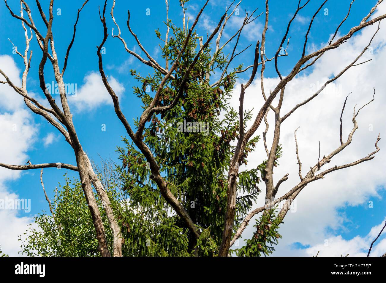Dead withered tree blue sky hi-res stock photography and images - Alamy