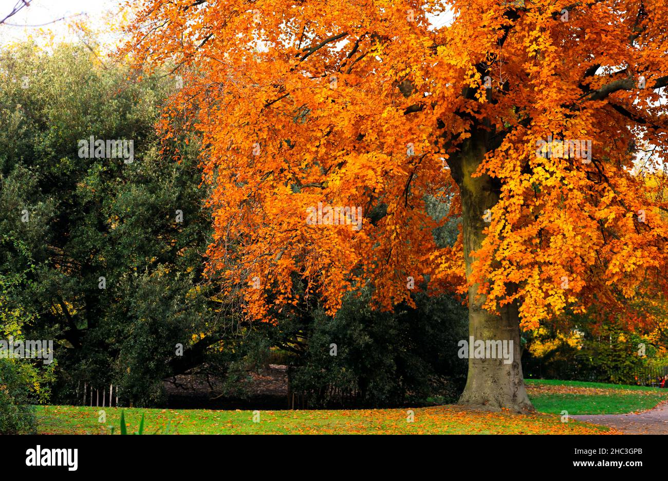Beautiful Trees in Hyde Park, London, England, United Kingdom Stock ...