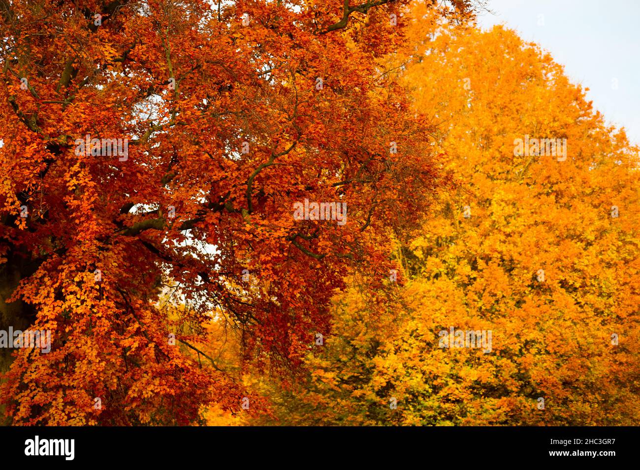 Beautiful Trees in Hyde Park, London, England, United Kingdom Stock ...