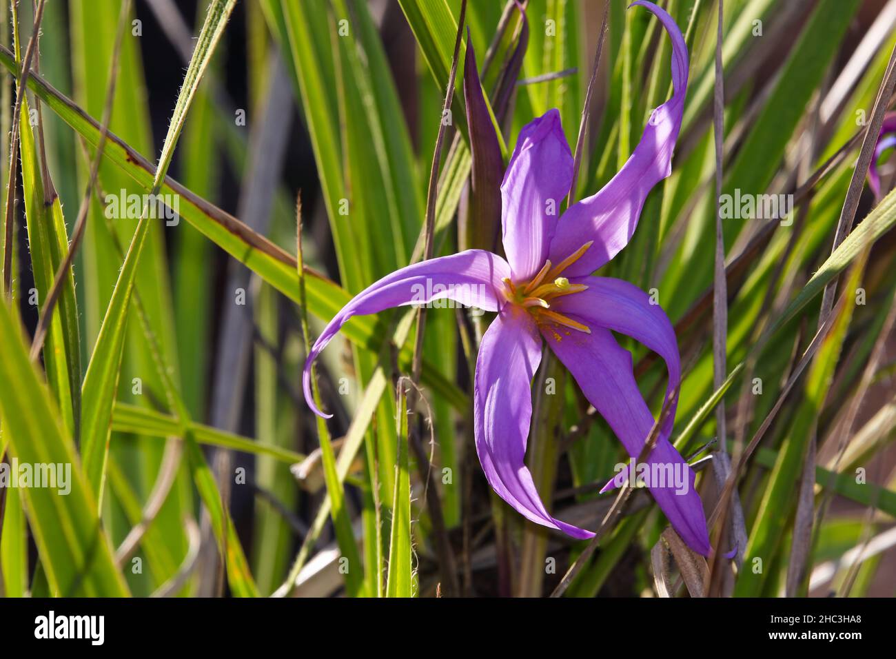 Xerophyta retinervis hi-res stock photography and images - Alamy