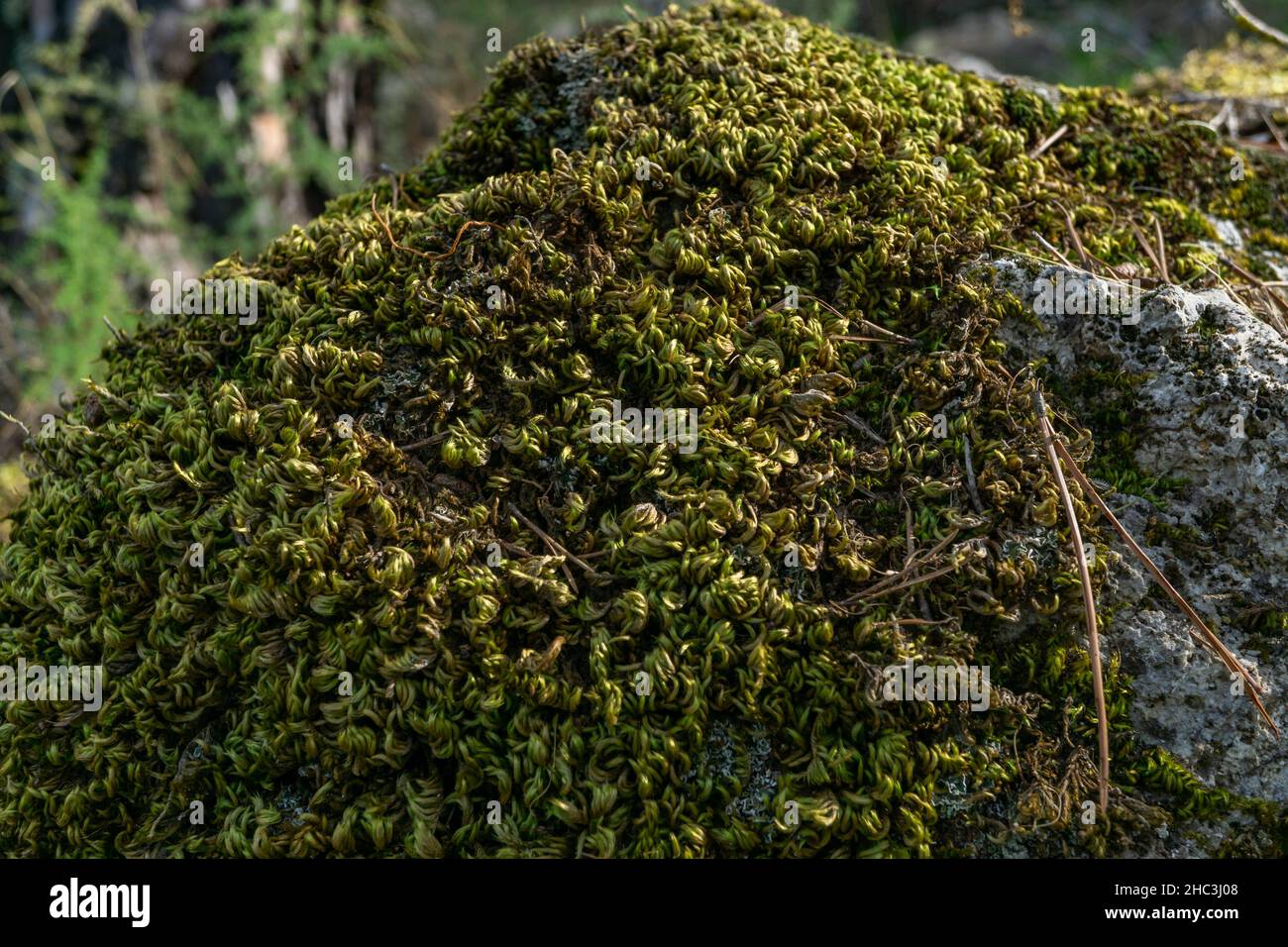 Sunlight falling on moss hi-res stock photography and images - Alamy