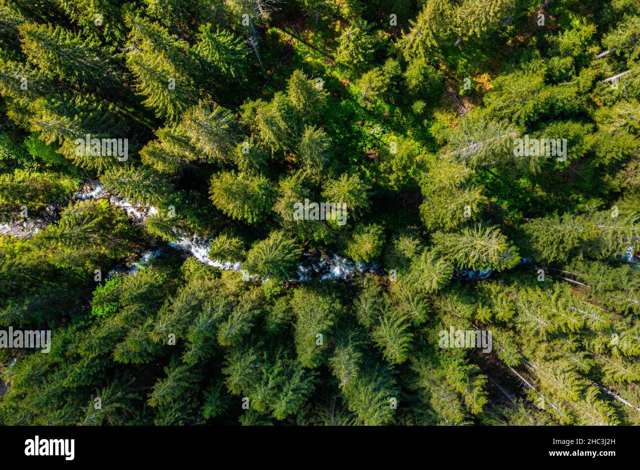 Aerial top view of summer green trees in forest in rural Finland Stock ...