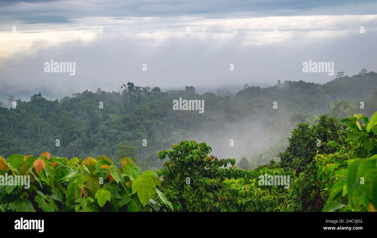 Beautiful landscape of Borneo tropical rainforest in the morning. Misty ...