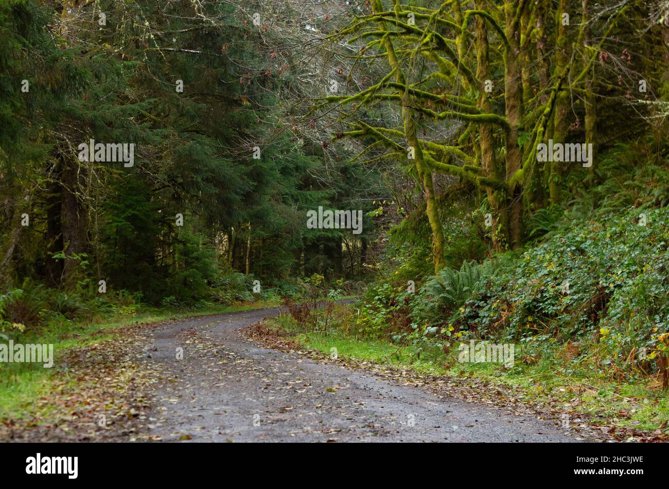 Unpaved road entering a forest of evergreen and deciduous trees in the ...