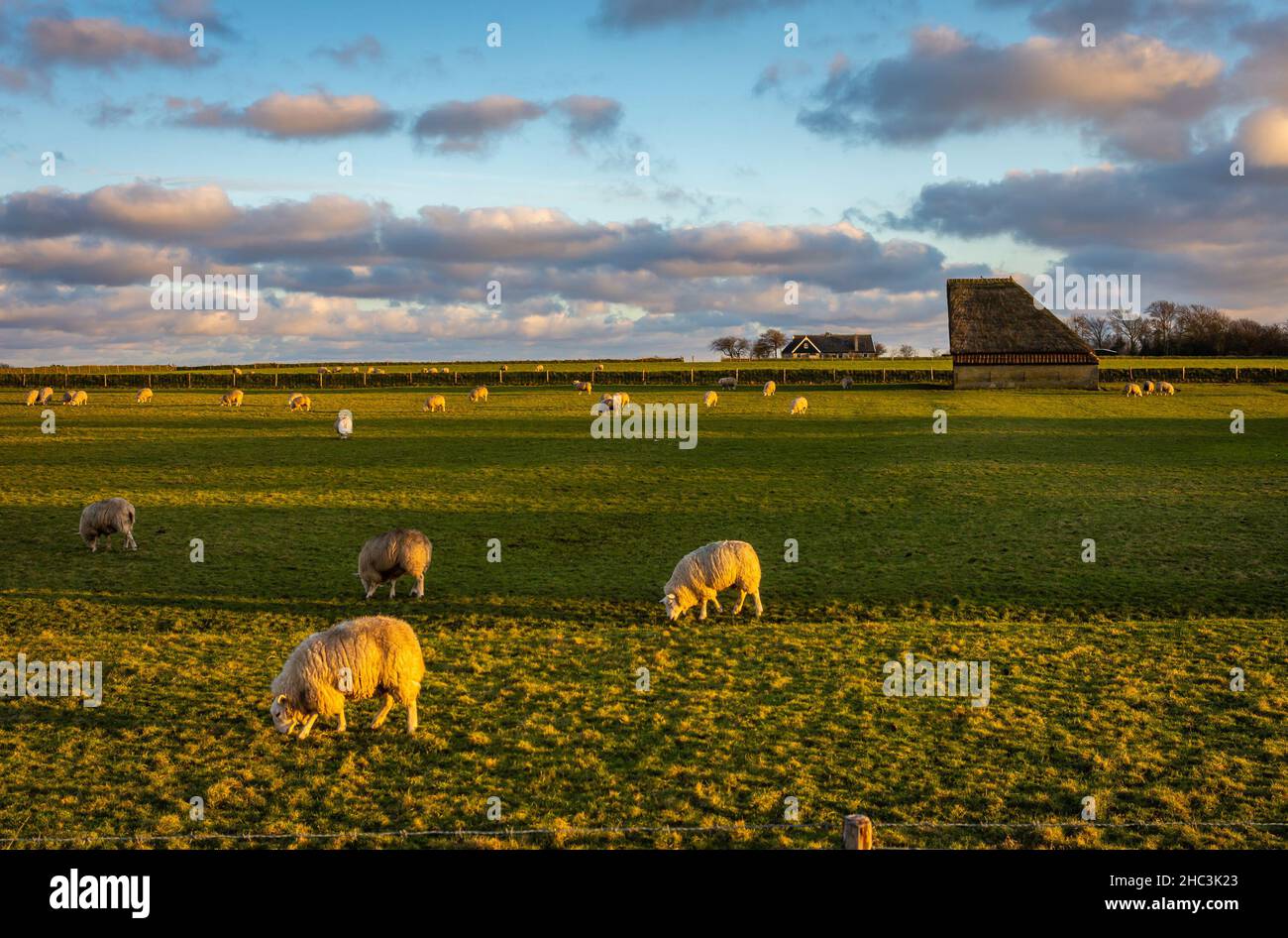 Sunset scenery with grazing sheep in the field on the dutch island of ...