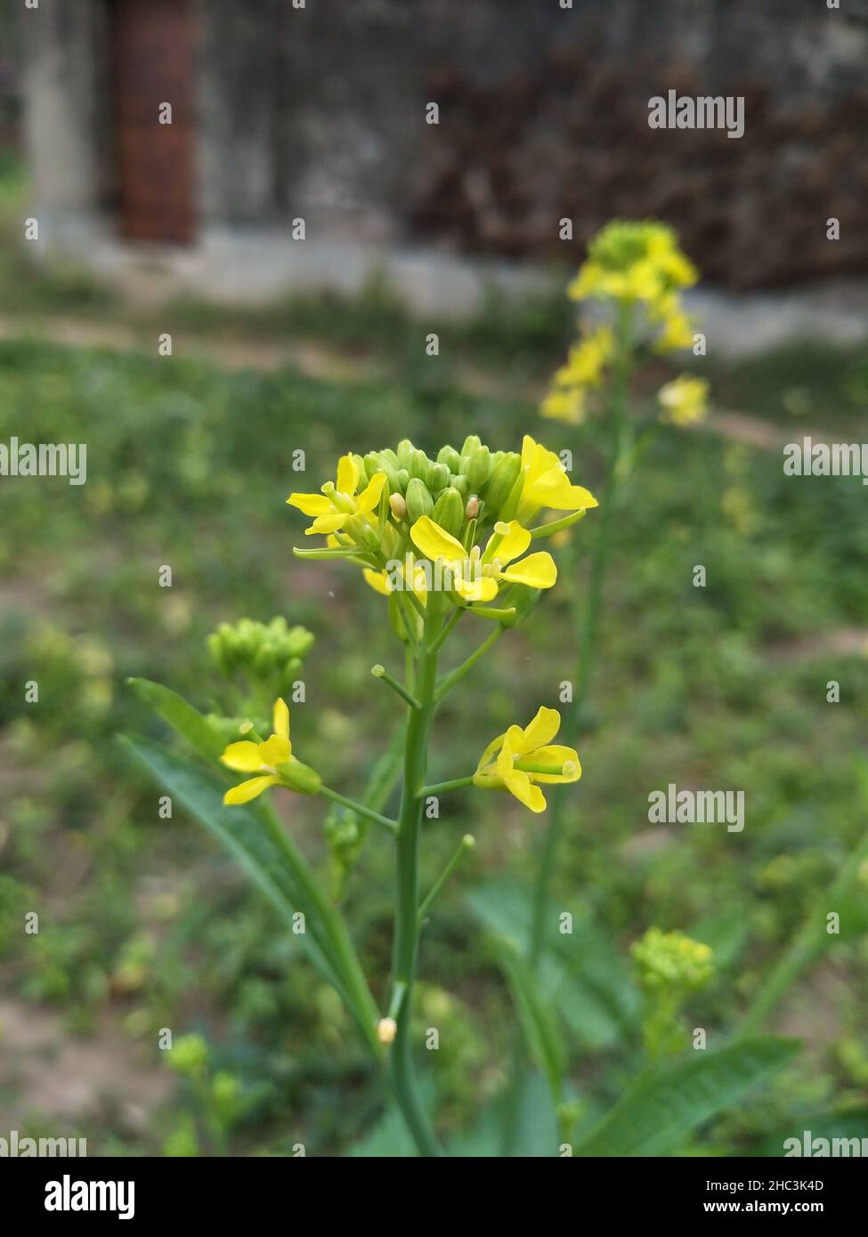 Mustard tree hi-res stock photography and images - Alamy