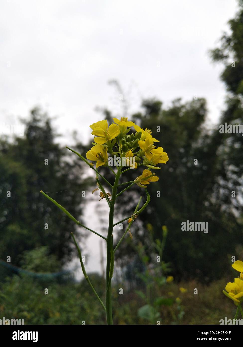 Mustard tree hi-res stock photography and images - Alamy
