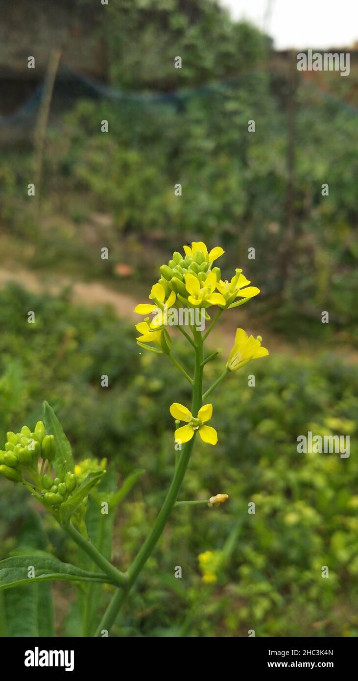 Mustard tree hi-res stock photography and images - Alamy