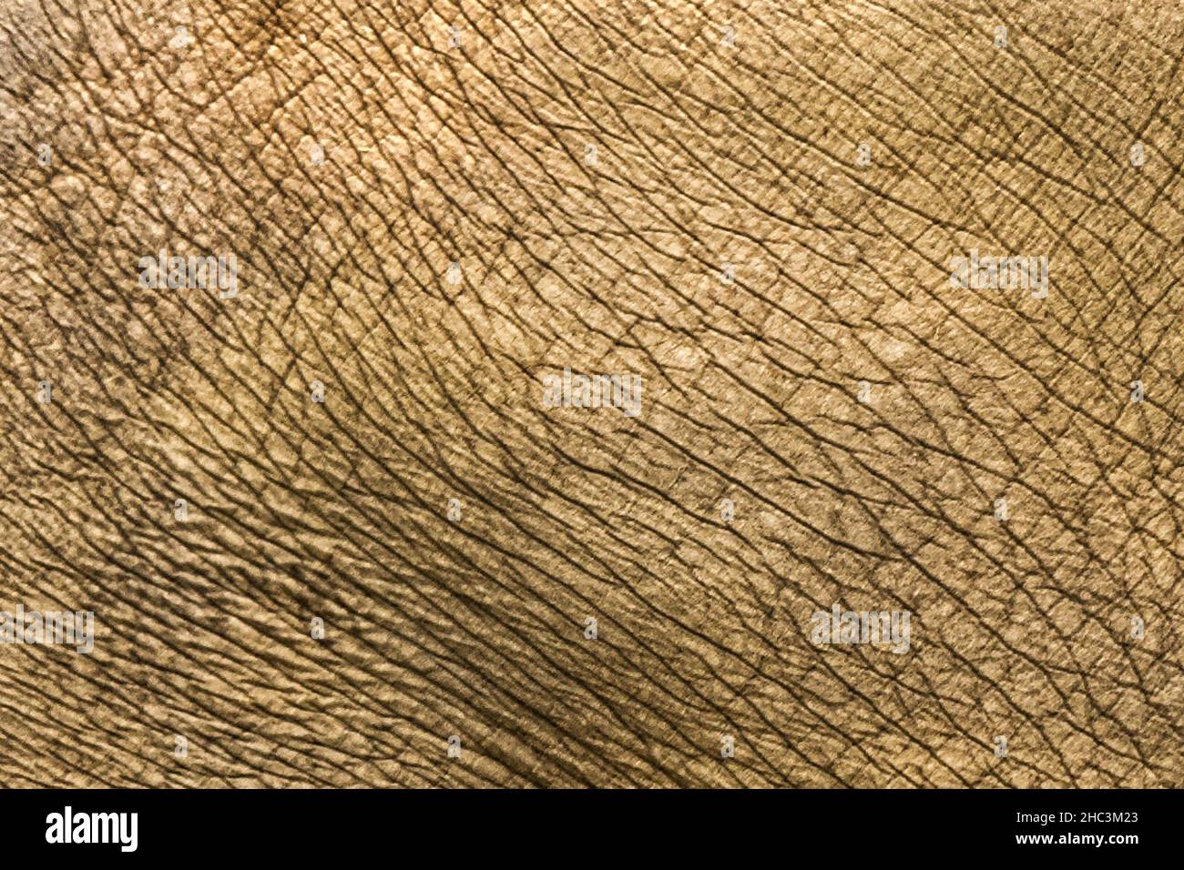 Hautnetz hi-res stock photography and images - Alamy