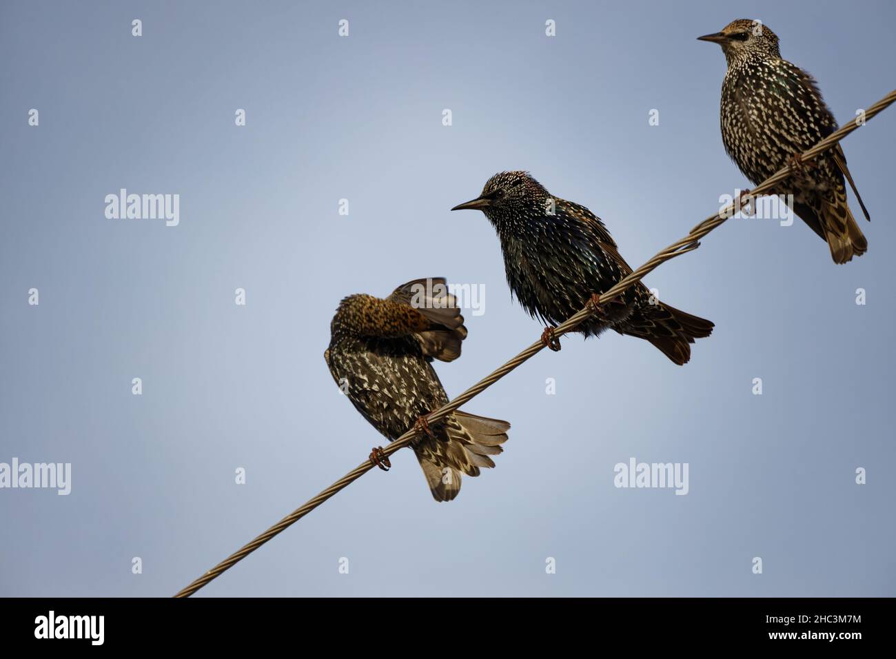 Three Birds on A Wire Stock Photo - Alamy