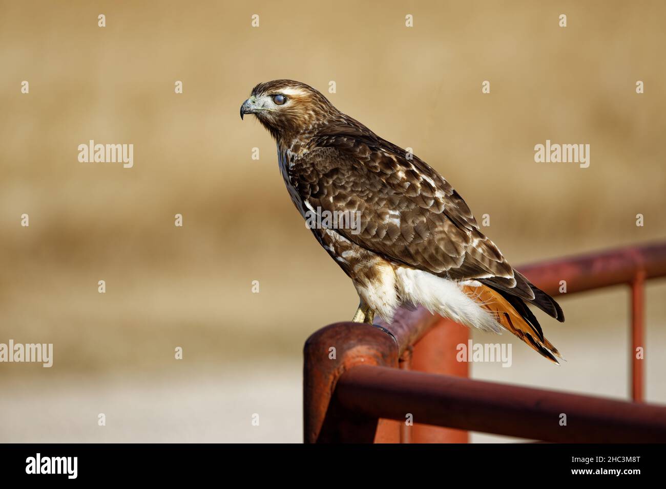 Red Tailed Hawk on fence Stock Photo - Alamy