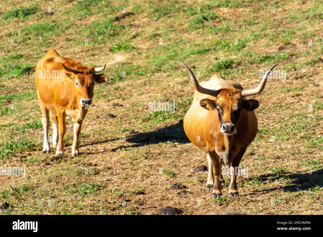 Two red cows with horns Stock Photo - Alamy