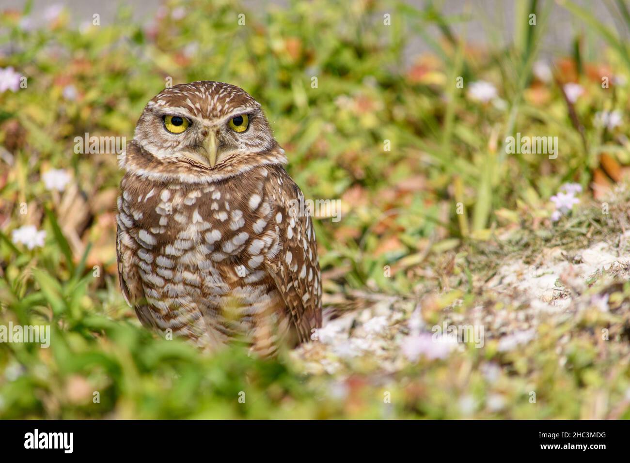 Burrowing Owl on the Ground Stock Photo - Alamy