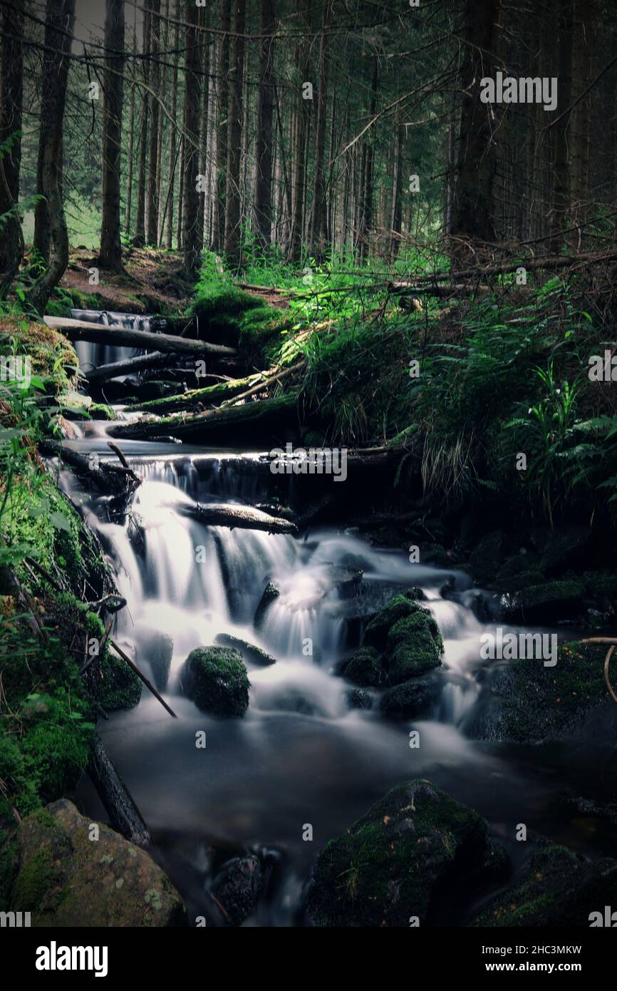 A view to the cascades of wild stream in deep forest at Sumava Stock ...