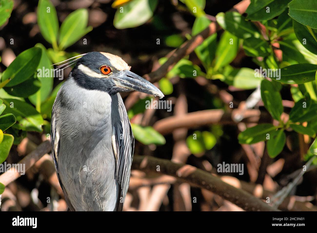 Crested egret birds hi-res stock photography and images - Alamy