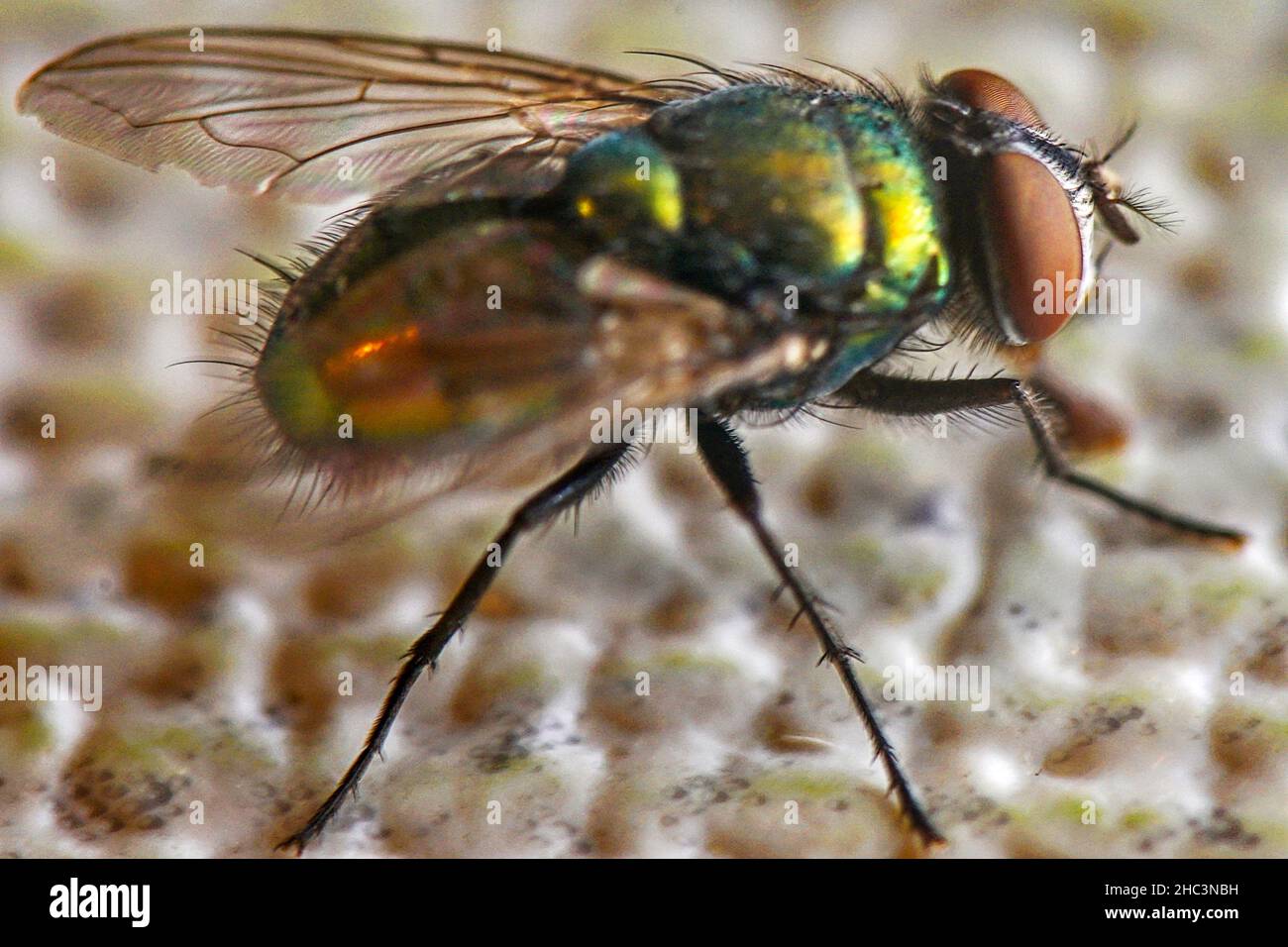 Fliege - Insekt 3 Stock Photo - Alamy