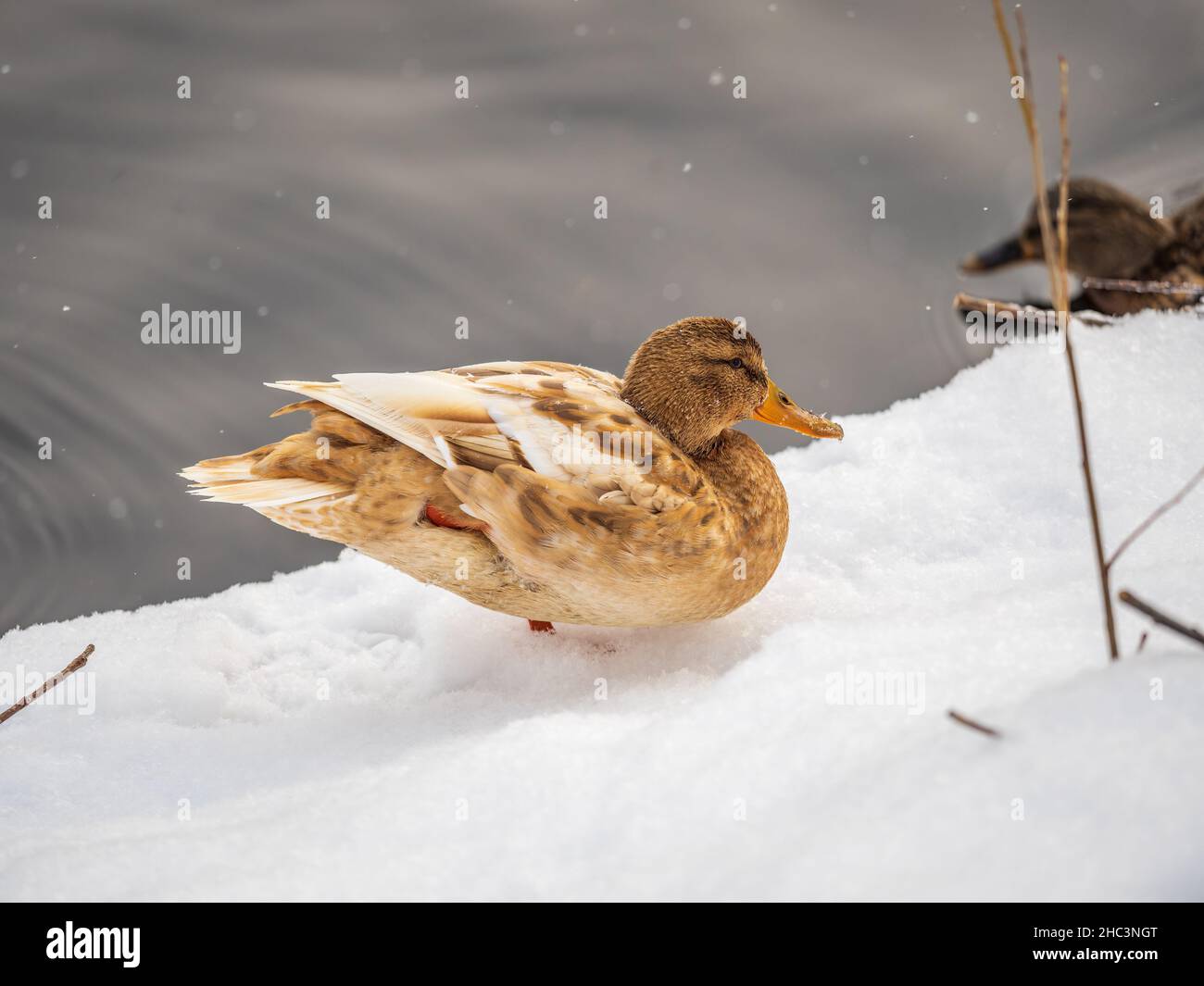 Yellow colored Mallard female Duck on the white snow background. Animal ...