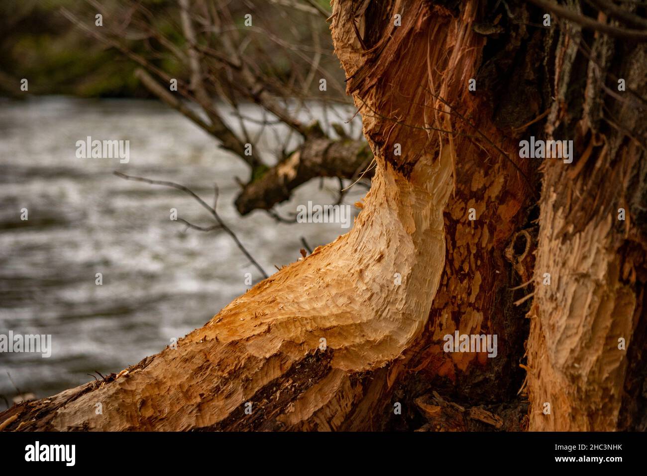 Beaver bite marks hi-res stock photography and images - Alamy