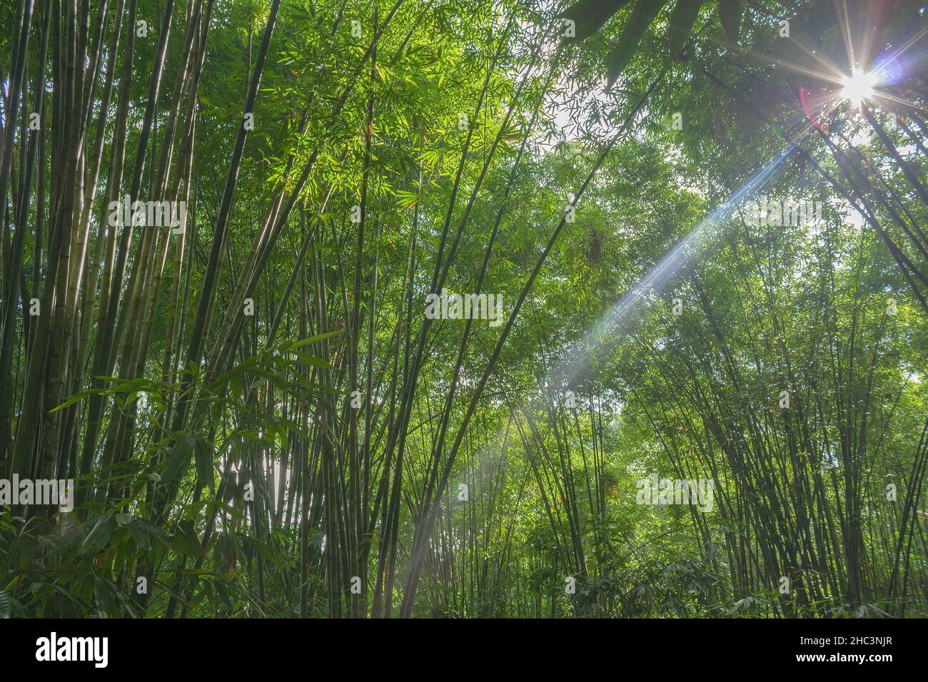 Lush green bamboo trees, with morning sun flares, in the Loksado forest ...