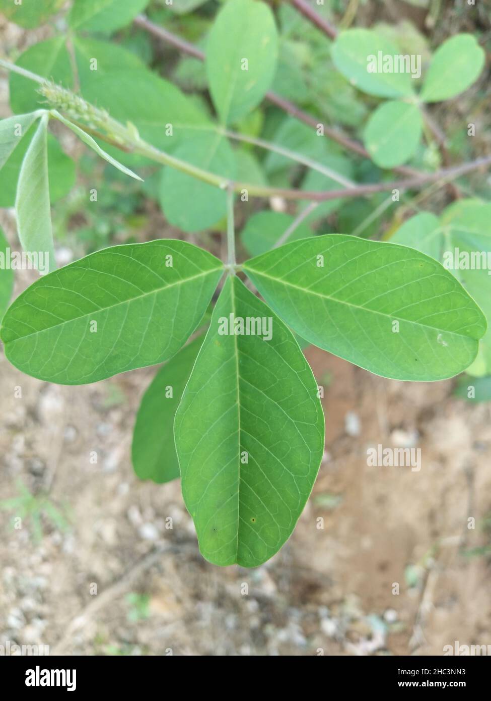 Crotalaria longirostrata, the chipilin (Crotalaria pallida) seed and ...