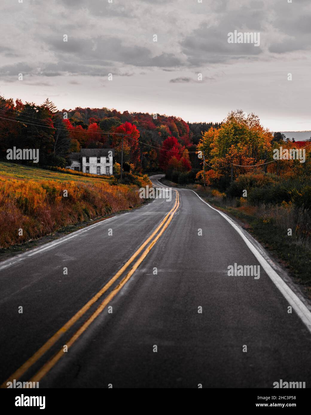 Single-lane road through forest full of bright orange trees in autumn ...