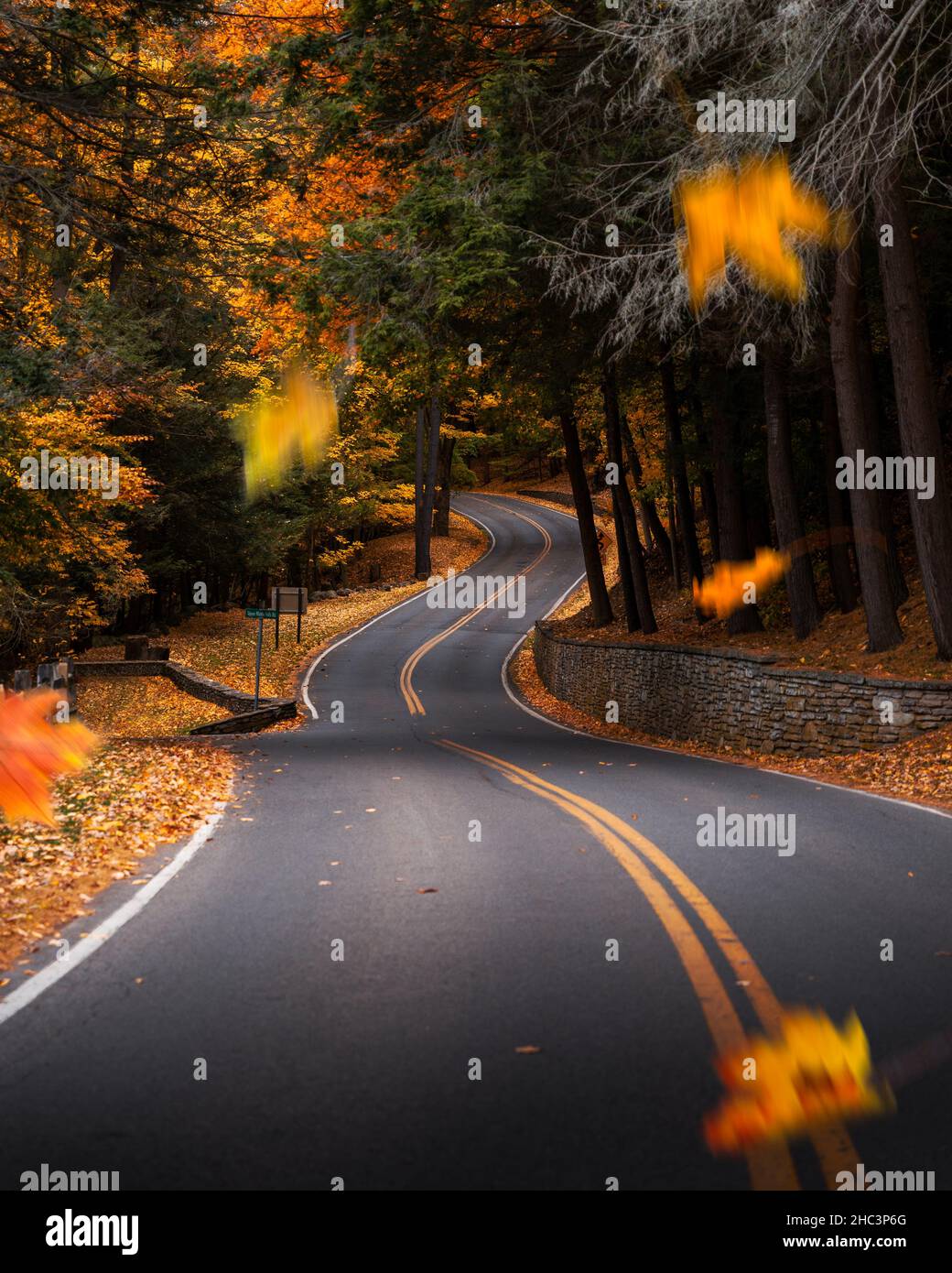 Single-lane winding road through forest full of bright orange trees in ...