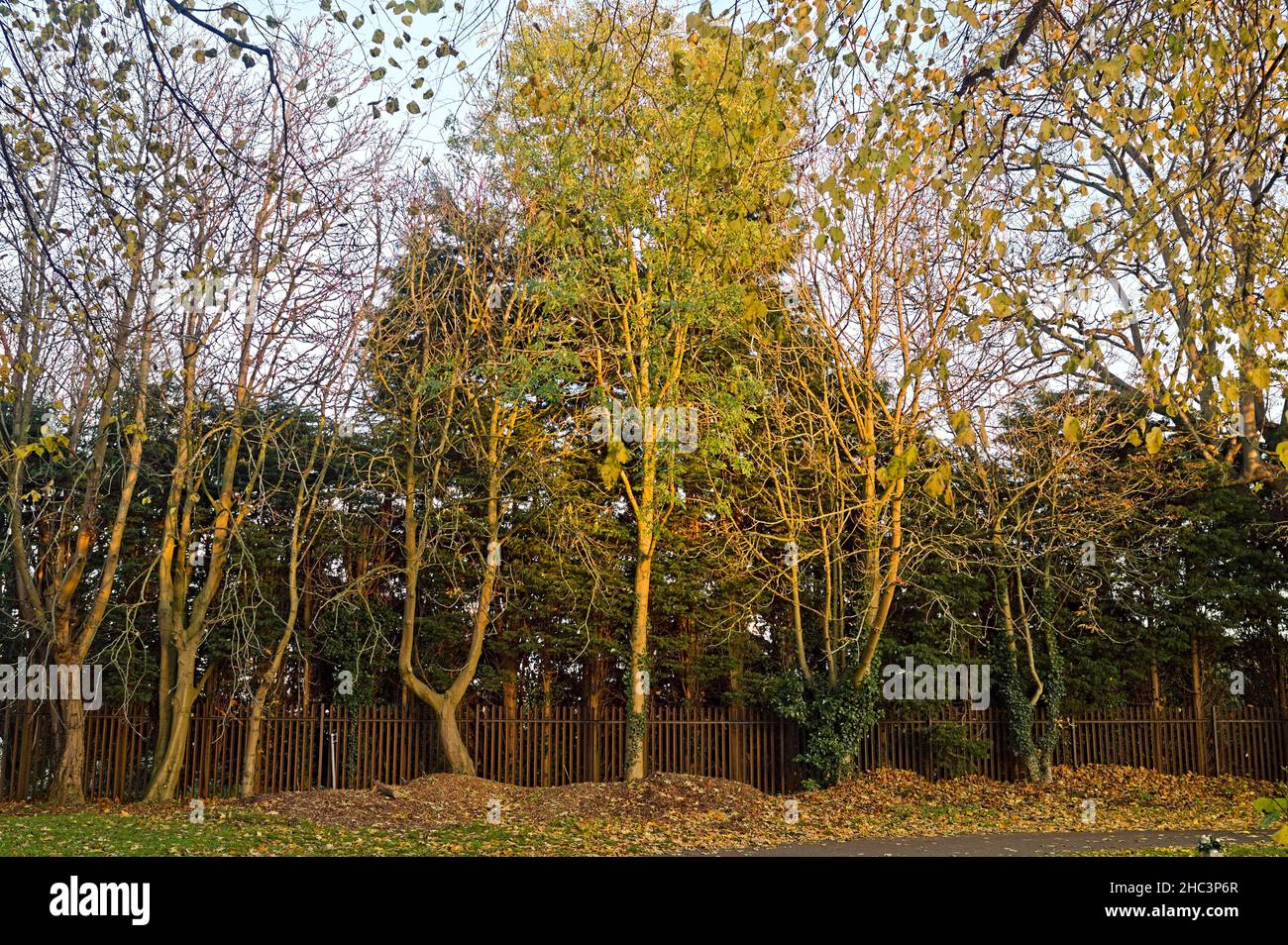 Row of autumn trees along a picket fence in the blue hour of sundown ...