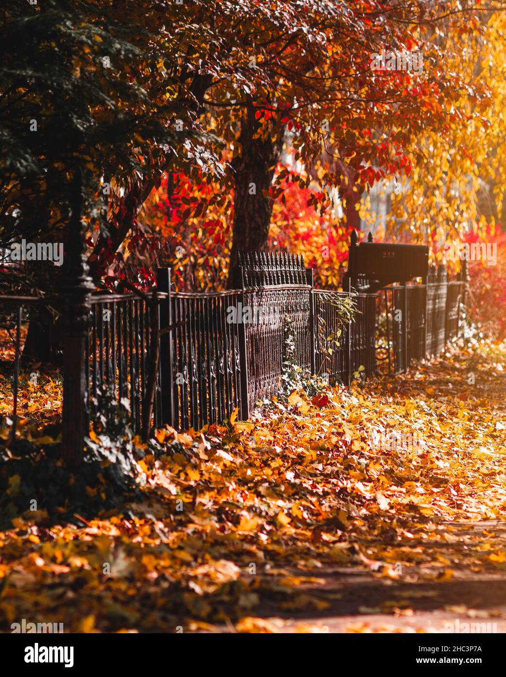 Metal fence in a leafy park full of bright orange trees in autumn Stock ...