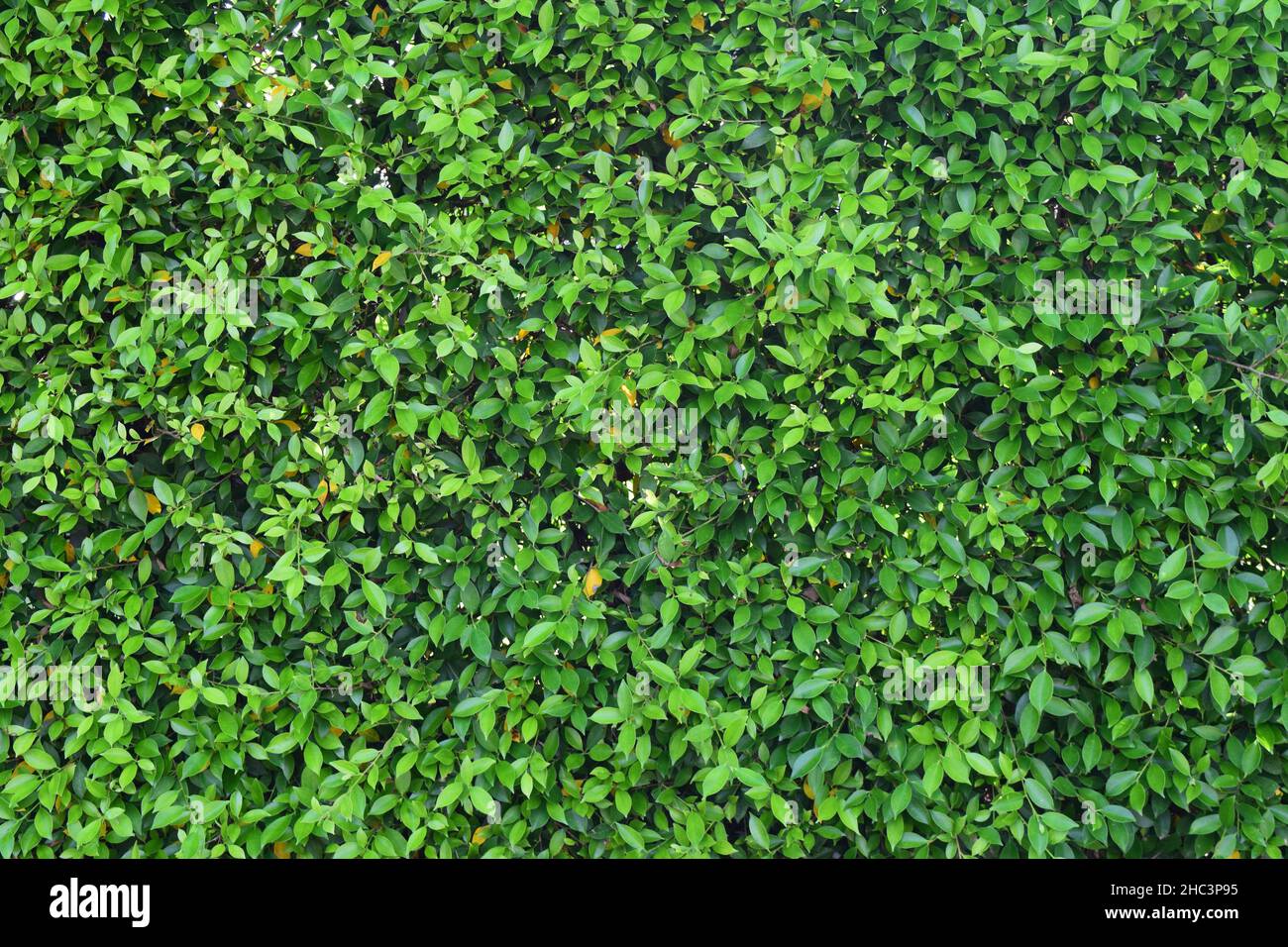 Green bush background, green leaves background Stock Photo - Alamy