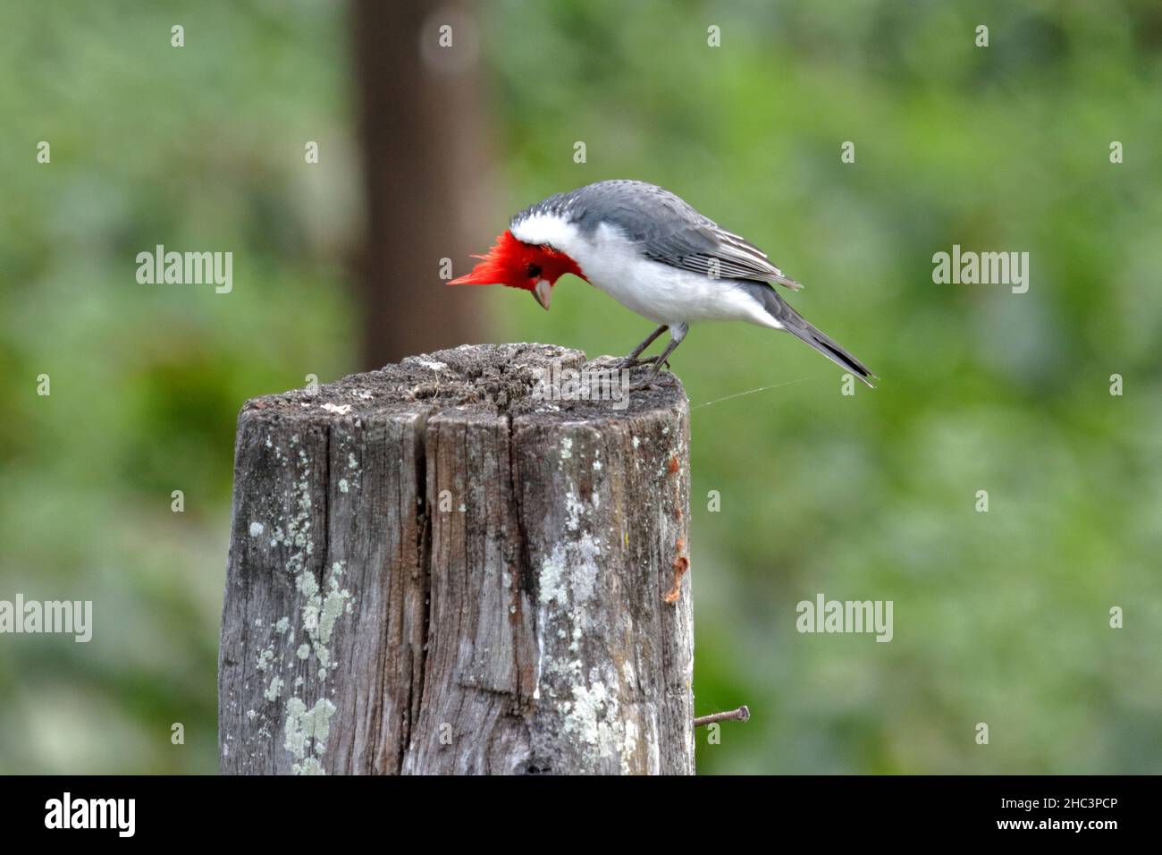 Cardinal crest hi-res stock photography and images - Alamy