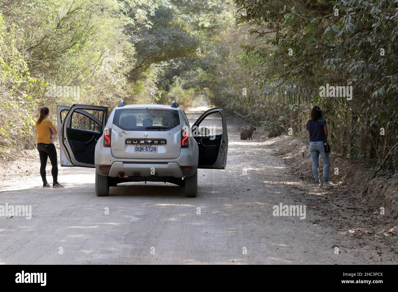 Tourists watching capybara on the Nature parkway in the Pantanal Stock ...