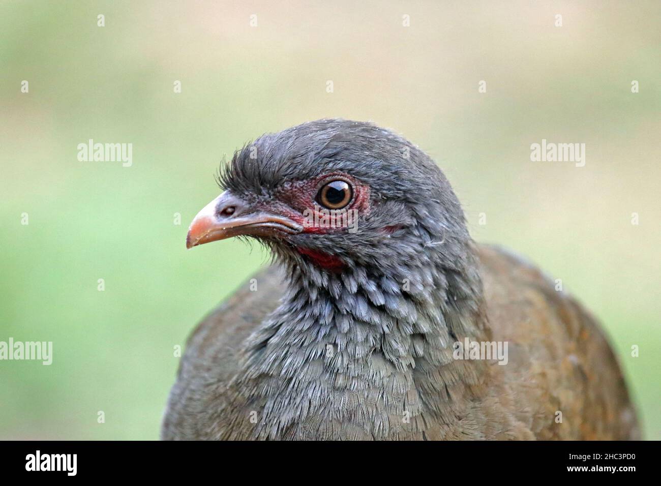 Head ot the chaco chachaca Stock Photo - Alamy