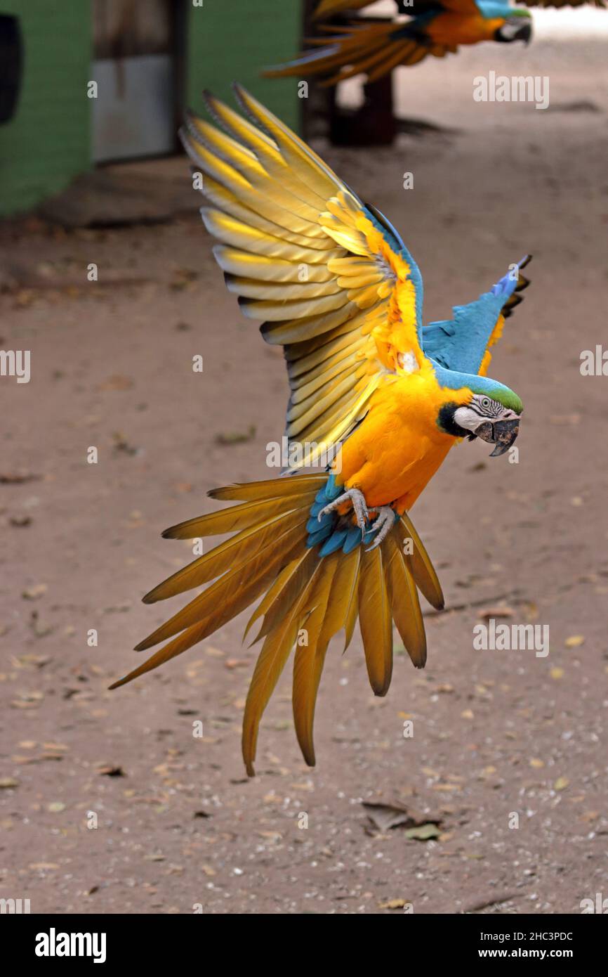 Blue And Gold Macaw Flying