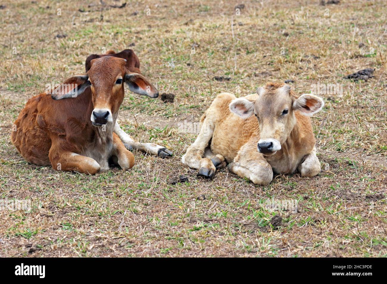 Light brown cattle hi-res stock photography and images - Alamy