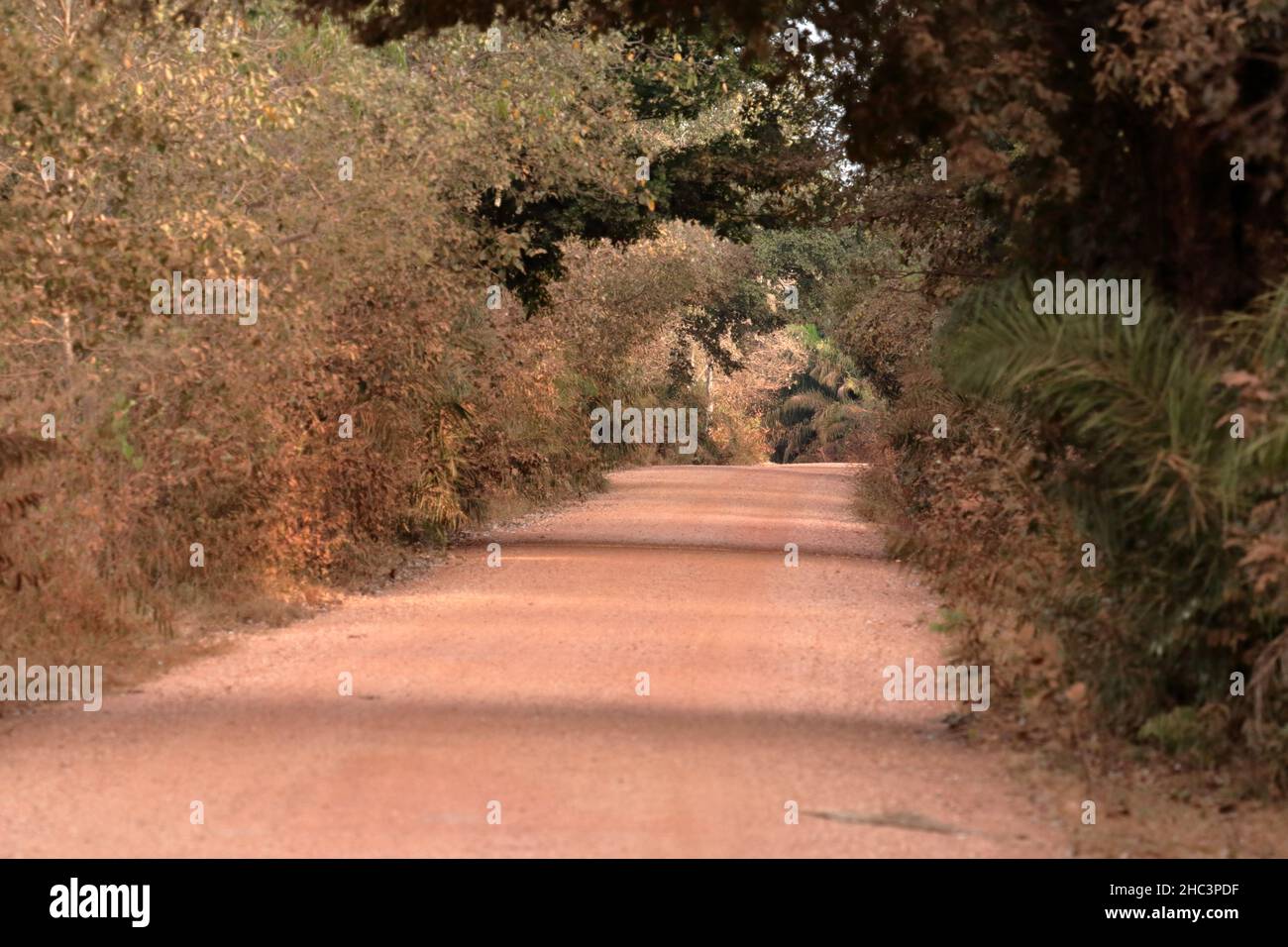 Dirt road in dry season Stock Photo - Alamy