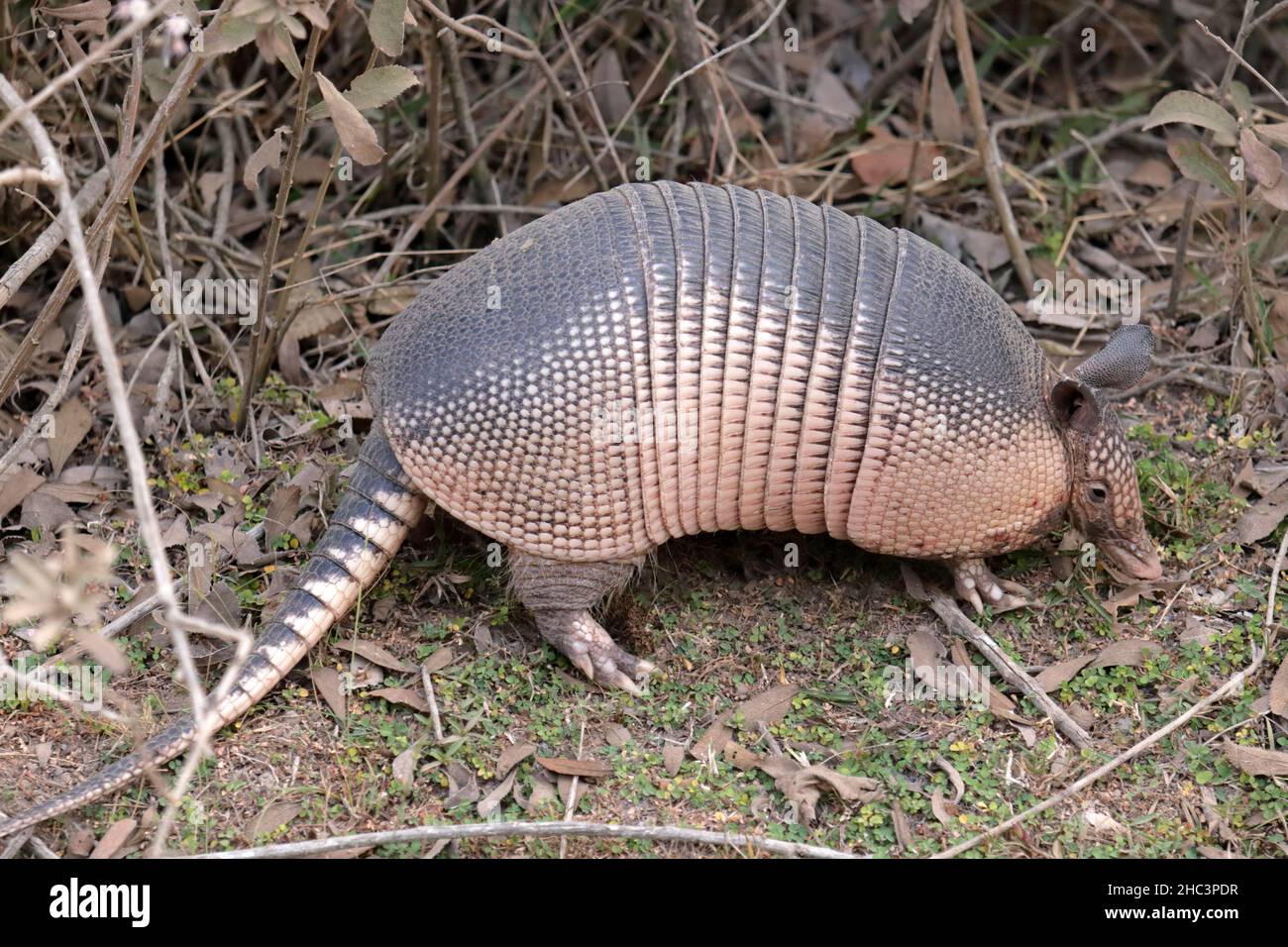 Close up of nine banded armadillo Stock Photo - Alamy