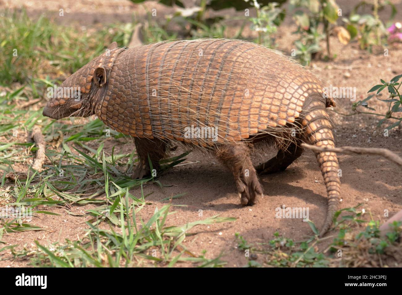 Six-banded or yellow armadillo Stock Photo - Alamy