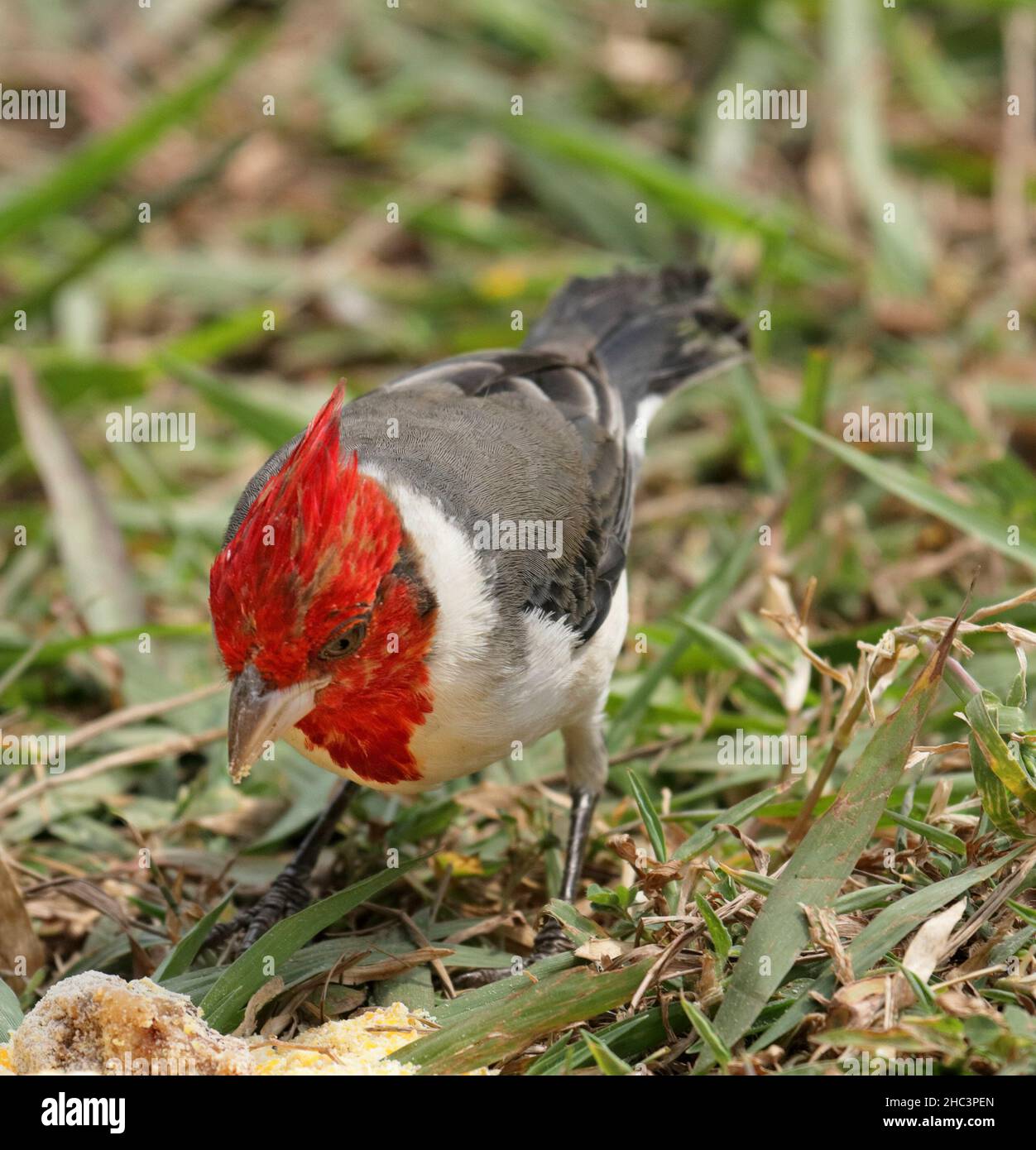 Red crested cardinal feeding on the ground Stock Photo - Alamy
