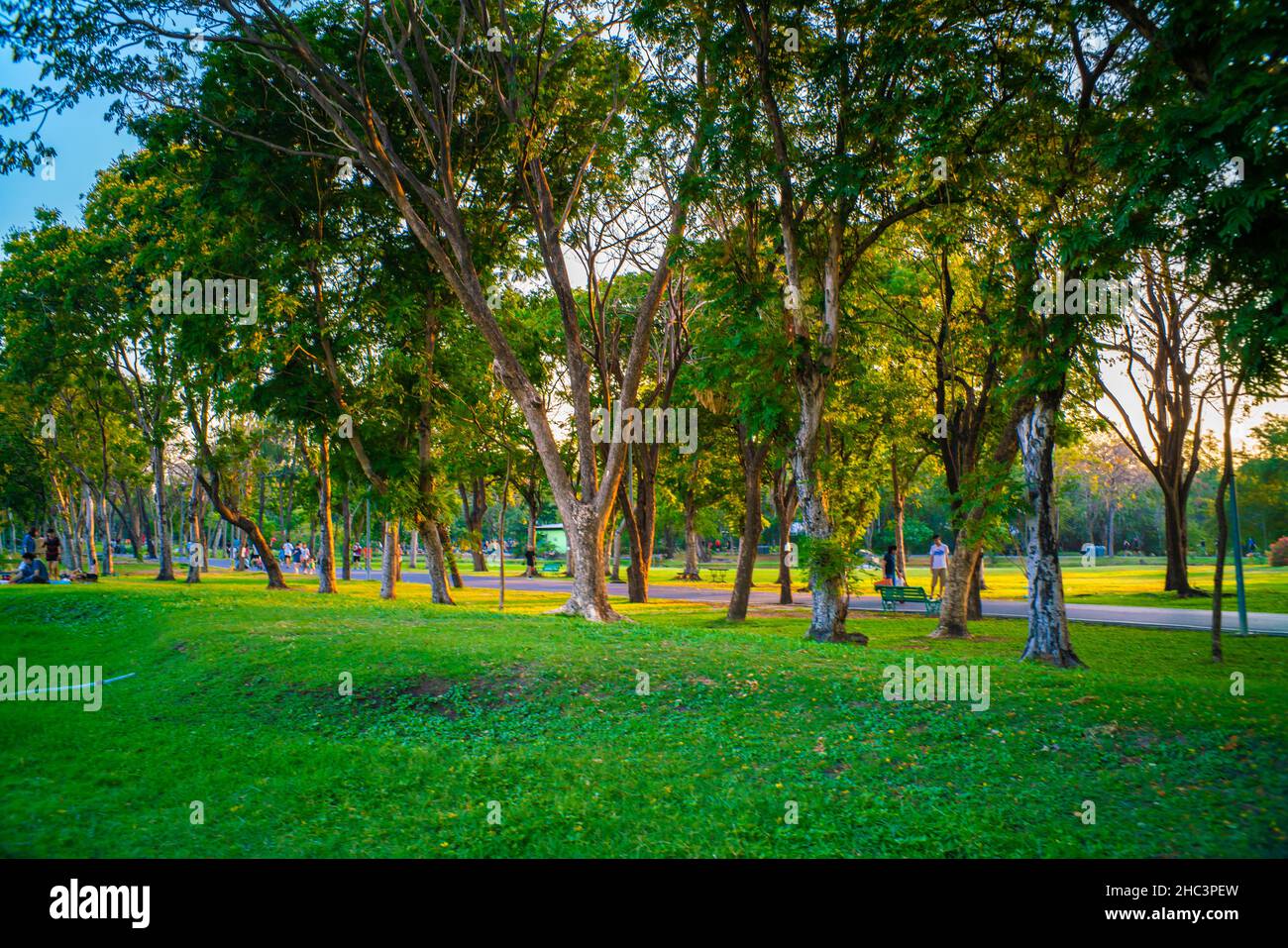 Green foliage meadow in tree park sunset light nature background Stock ...