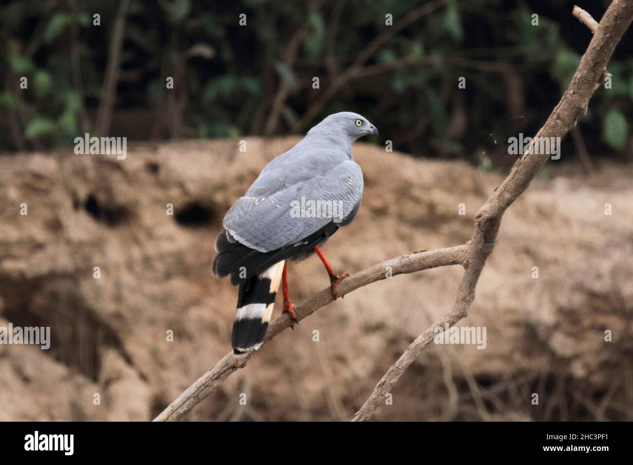 Sitting crane hawk in the Pantanal Stock Photo - Alamy