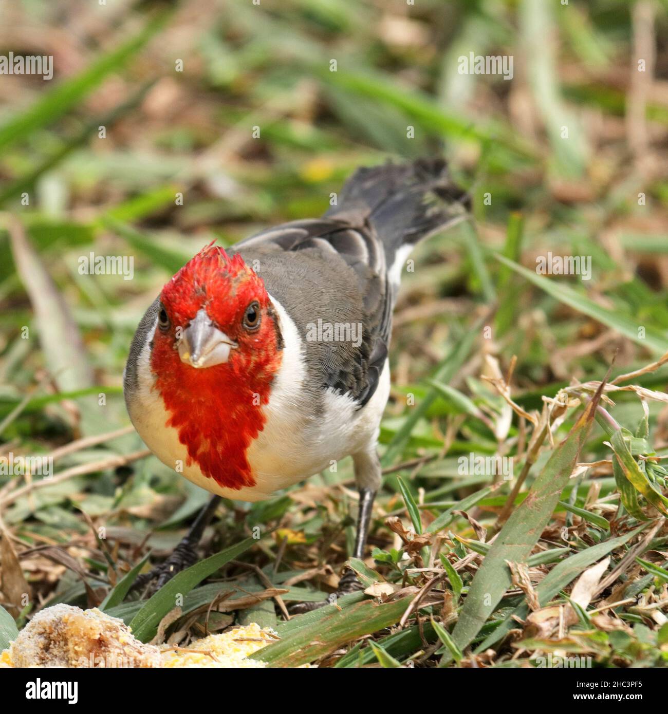 Red crested cardinal feeding on the ground Stock Photo - Alamy