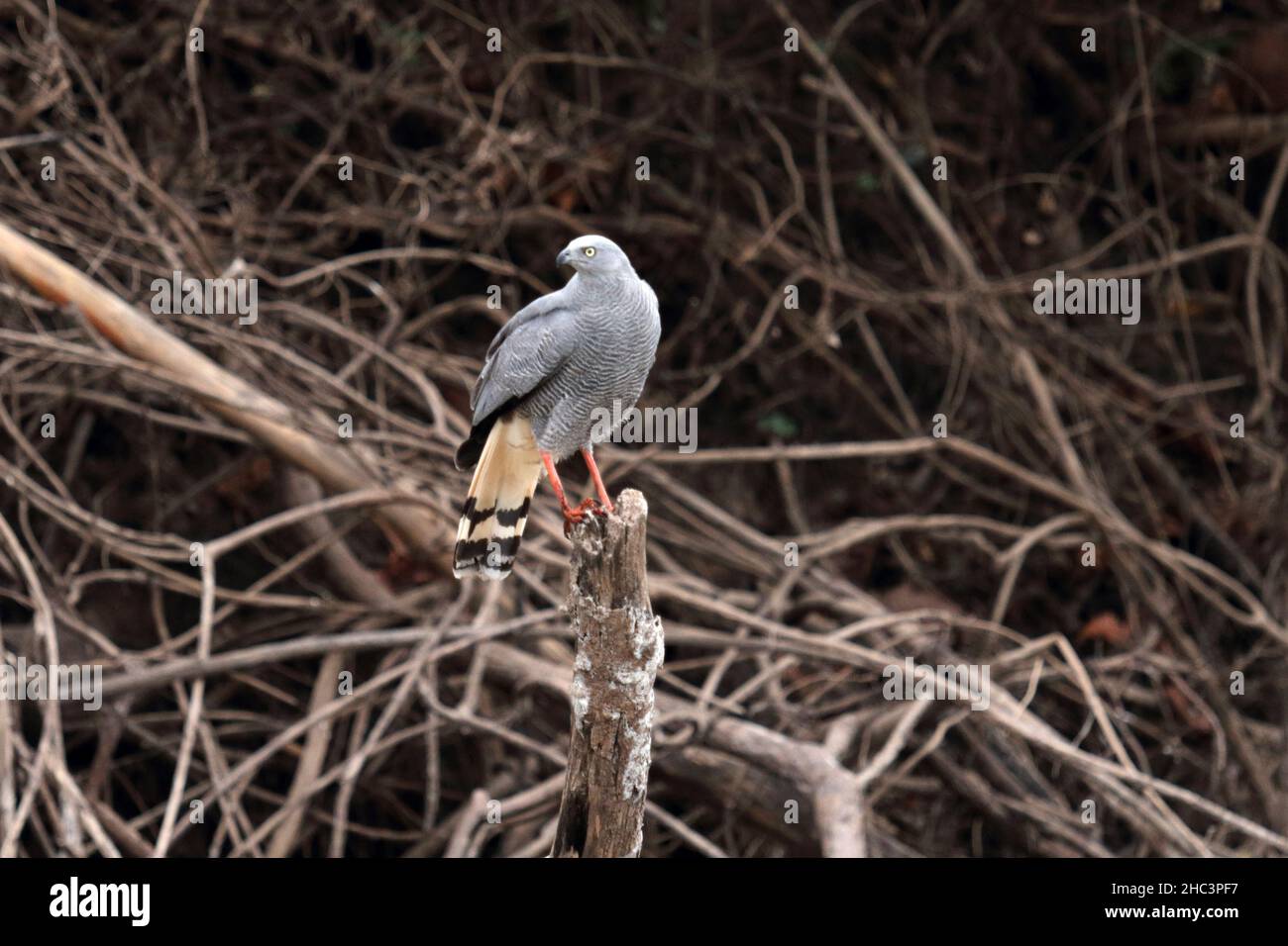 Sitting crane hawk in the Pantanal Stock Photo - Alamy