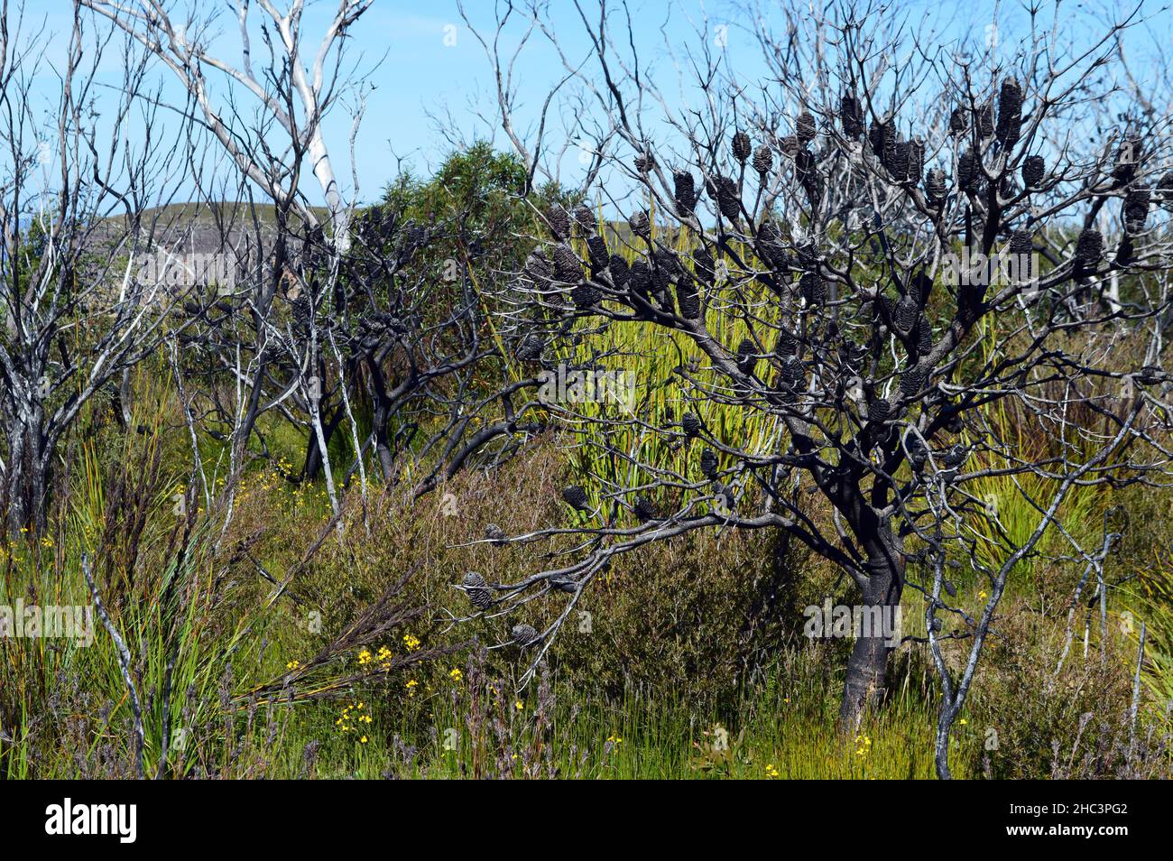 A view of scrubby grassland at Kanangra Wells, NSW Stock Photo - Alamy