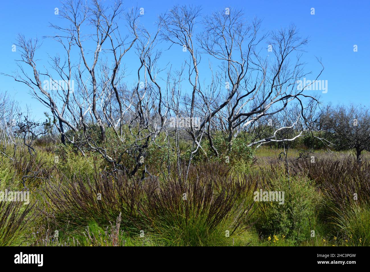 Scrubby grass hi-res stock photography and images - Alamy