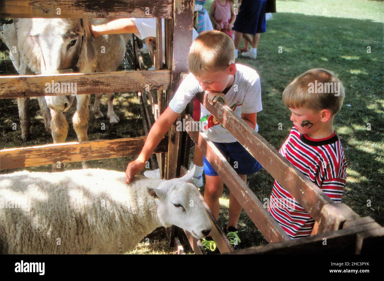 Boys pet lamb at petting zoo Stock Photo - Alamy