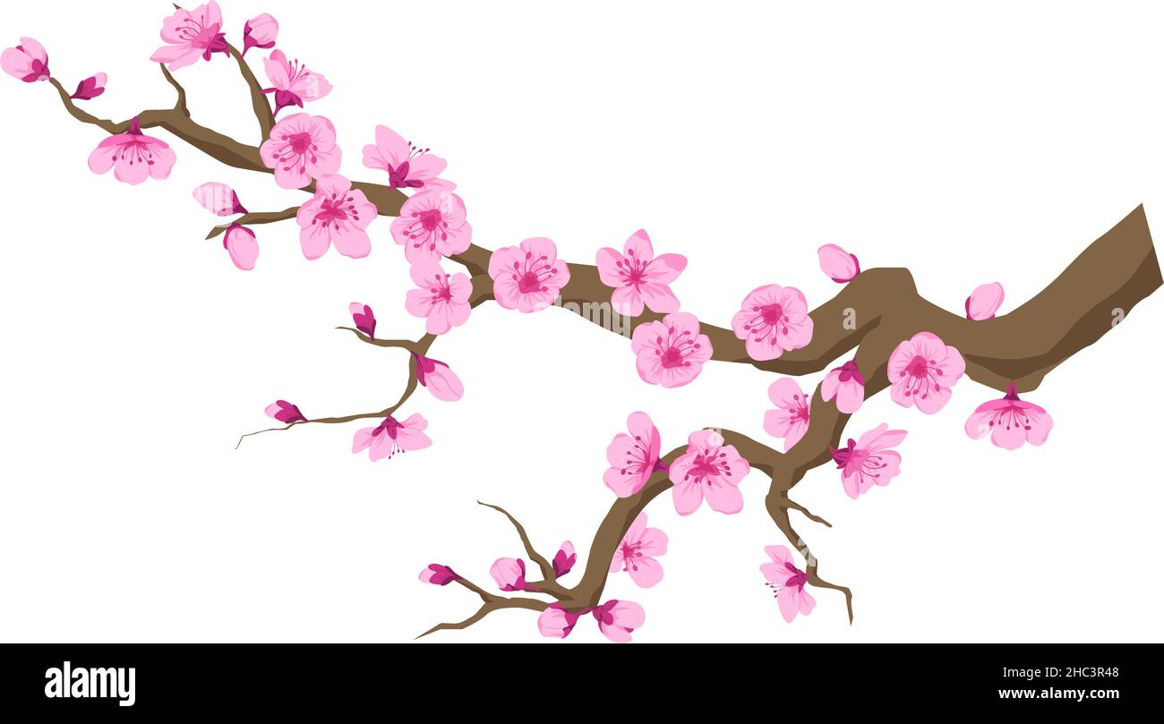 Branch with sakura flowers, cherry blossom vector Stock Vector Image ...